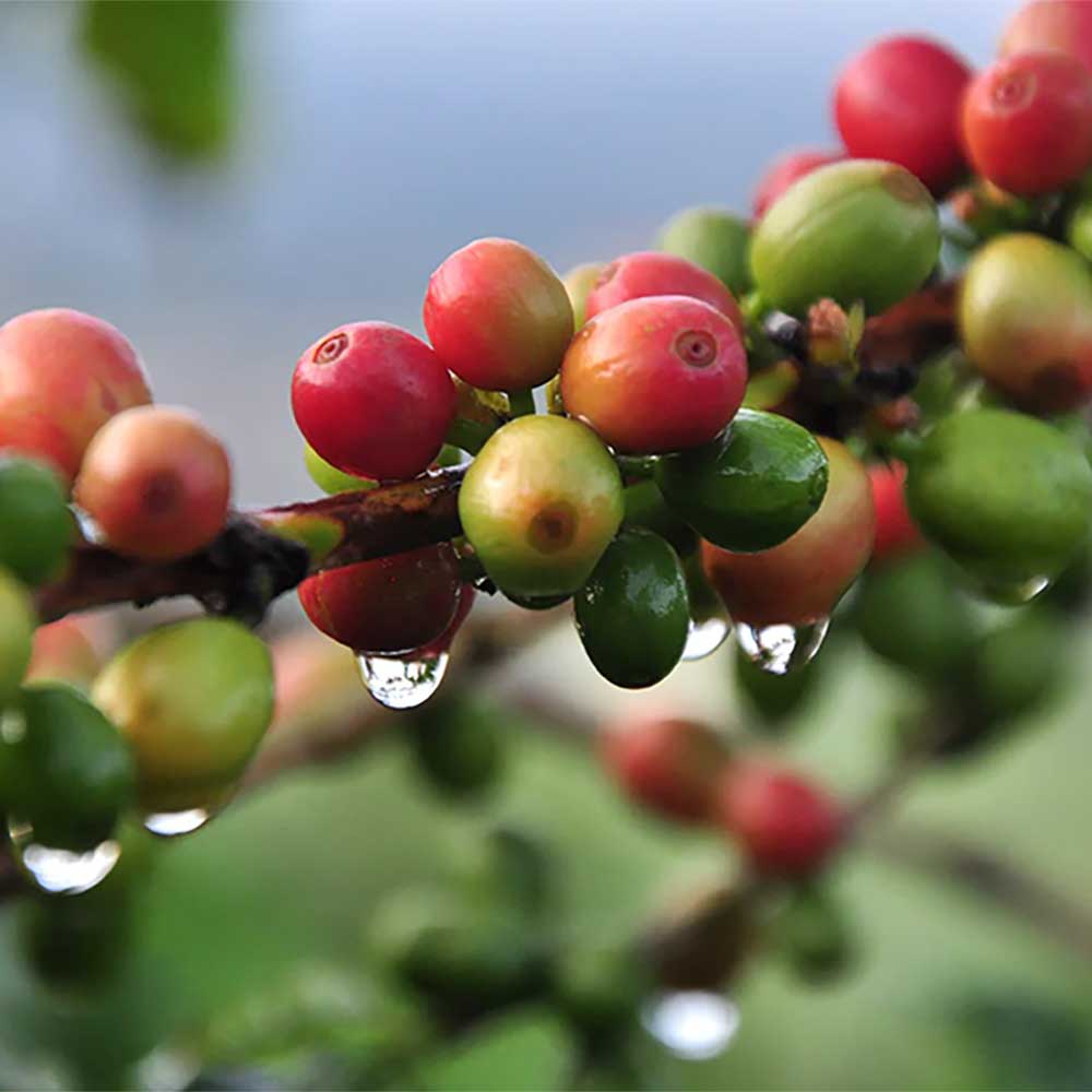 SL34 – 猿賀山珈琲焙煎所